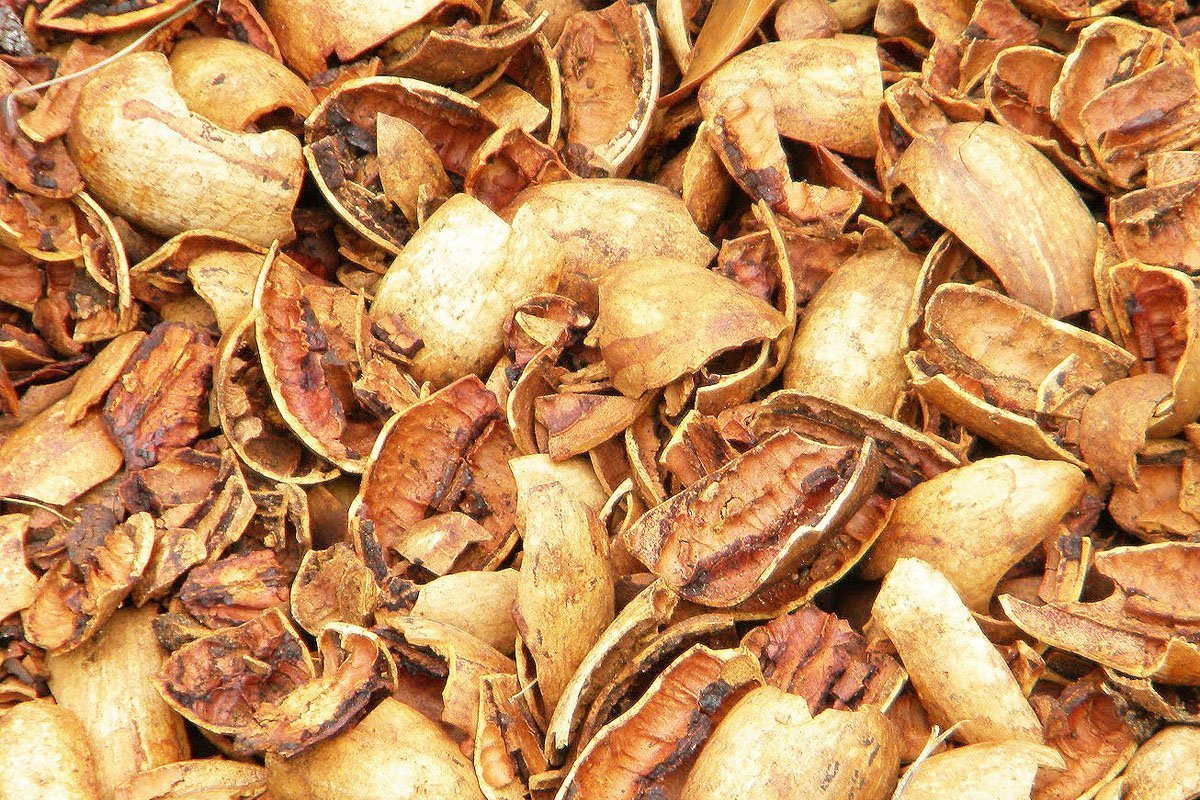 Are Pecan Shells Poisonous? Discover Their Benefits & Uses