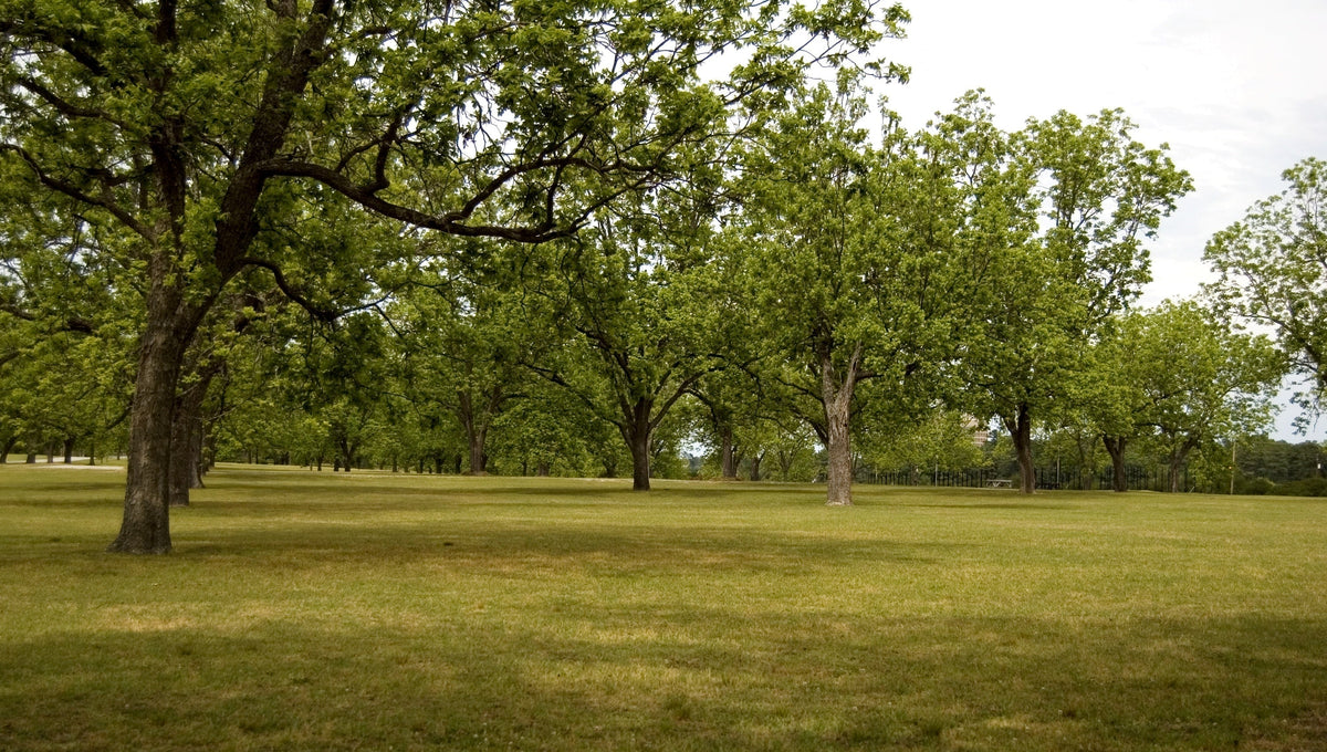 The Timeless Treasure of Native Pecans: A Journey Through History, Nut